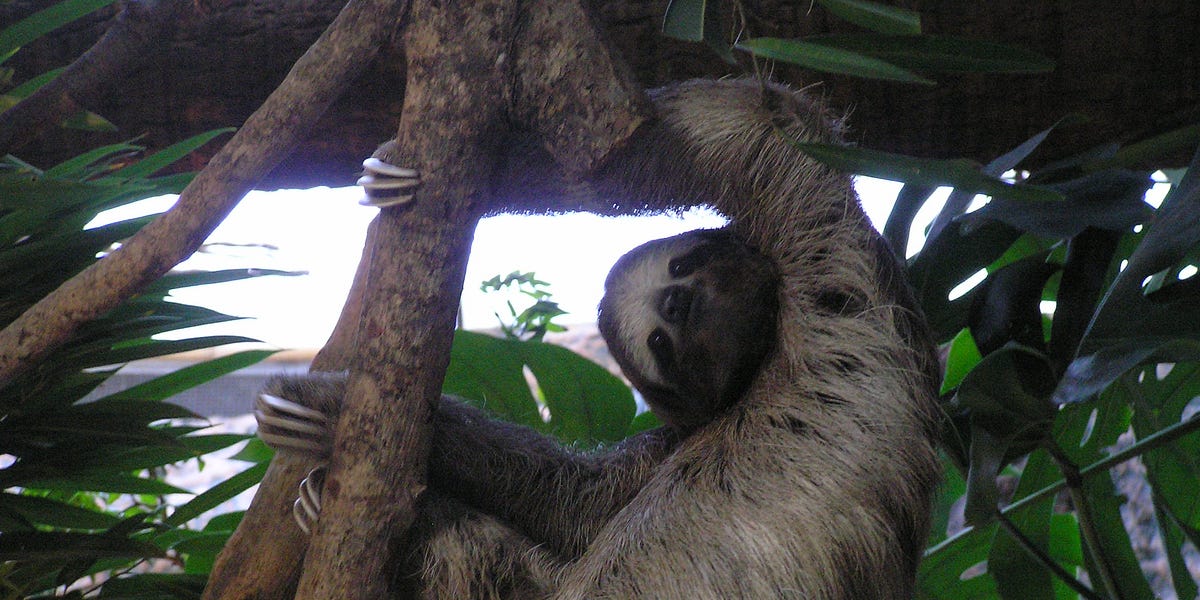 Sloth fur are covered in algae and moths - by Tree Hugger