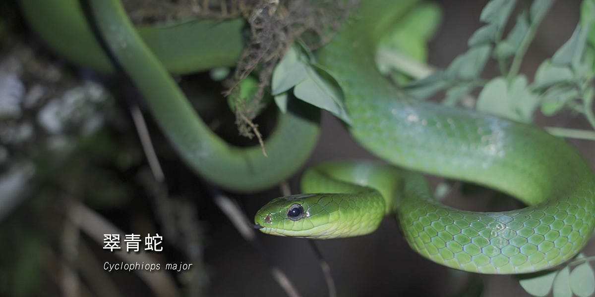 Did Snakes Once Have Feet? How Did They Lose Them?