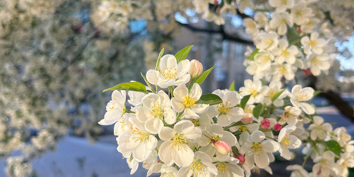 #5: Four Phases - by Cory Cathcart - Easily Overwhelmed