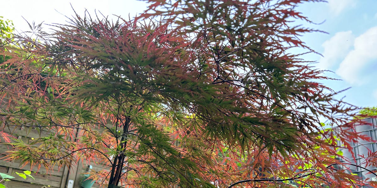 Lessons from a young Japanese Maple tree