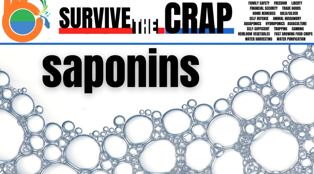 SAPONINS - What Are They? How To Identify and Use Them!