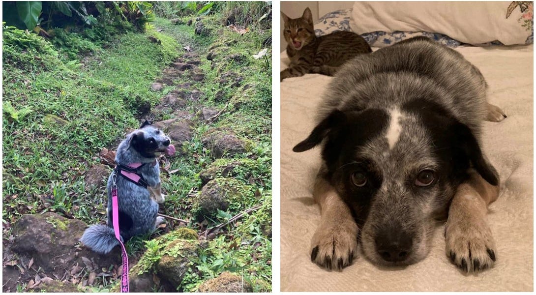 The paragon of animals - by Doctrix Periwinkle