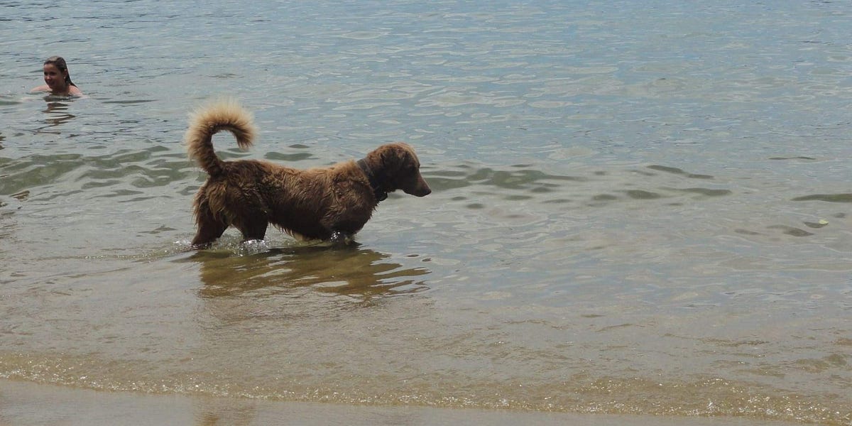 verão - bruce’s Substack