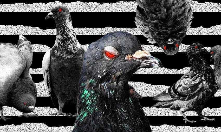 New Zealand cities ranked by the grossness of their pigeons