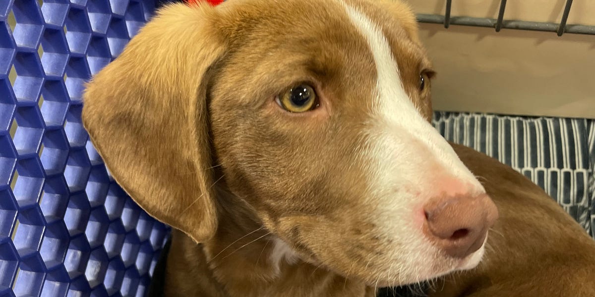 THE ARRIVAL OF APOLLO - by TCinLA - Thats Another Fine Mess