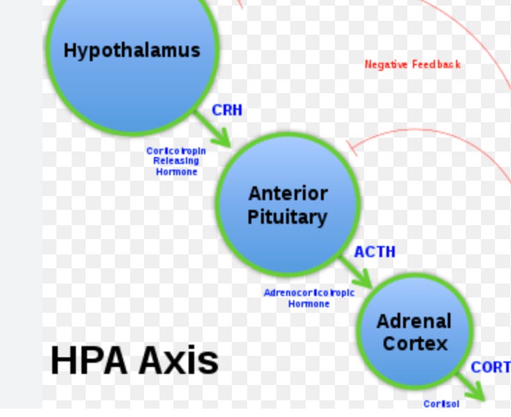 Early Life Stress, HPA Axis & Health - by devaki berkson