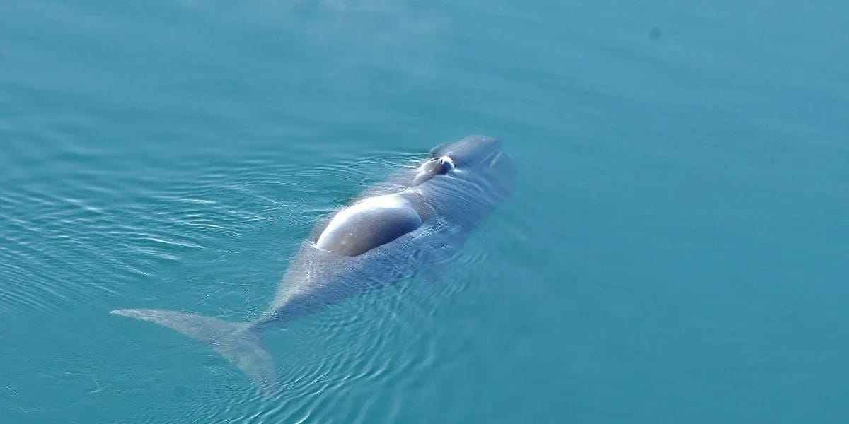 Bowhead Whales: Songbirds Of The Arctic Sea
