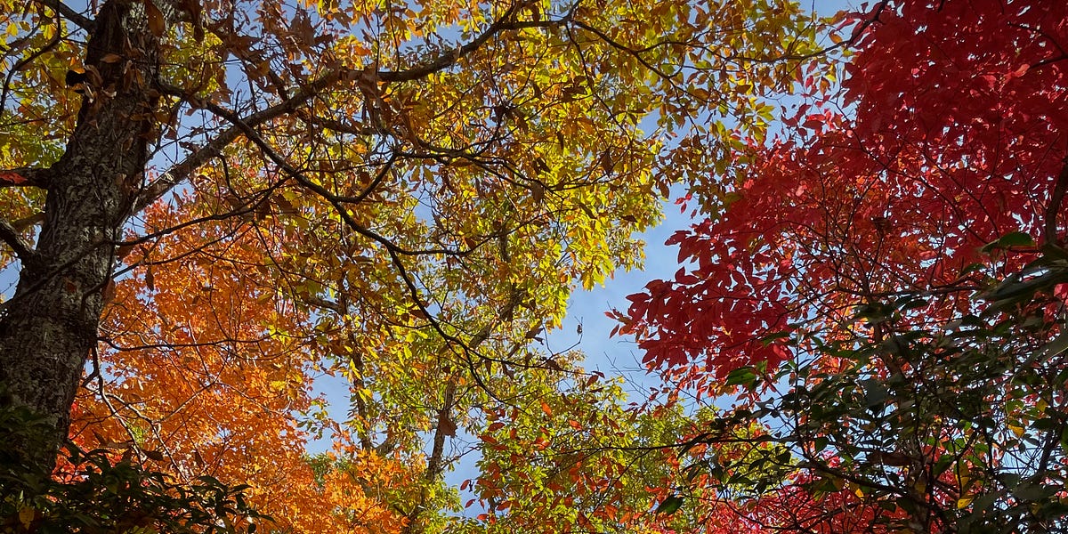 Don't Miss the Trees for the Forest - by Rachel Crisp