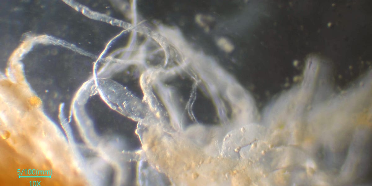 Fancy Morgizo...i mean Chorizo ! - Karl.C’s Substack