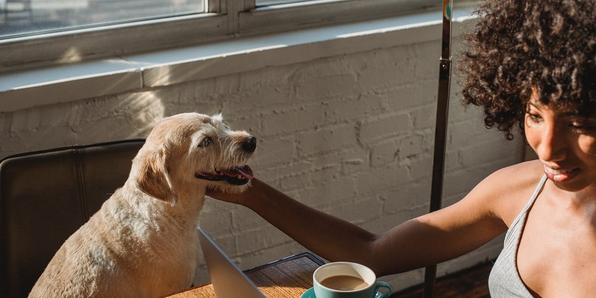 Cães no local de trabalho - Rogerio Muniz Substack