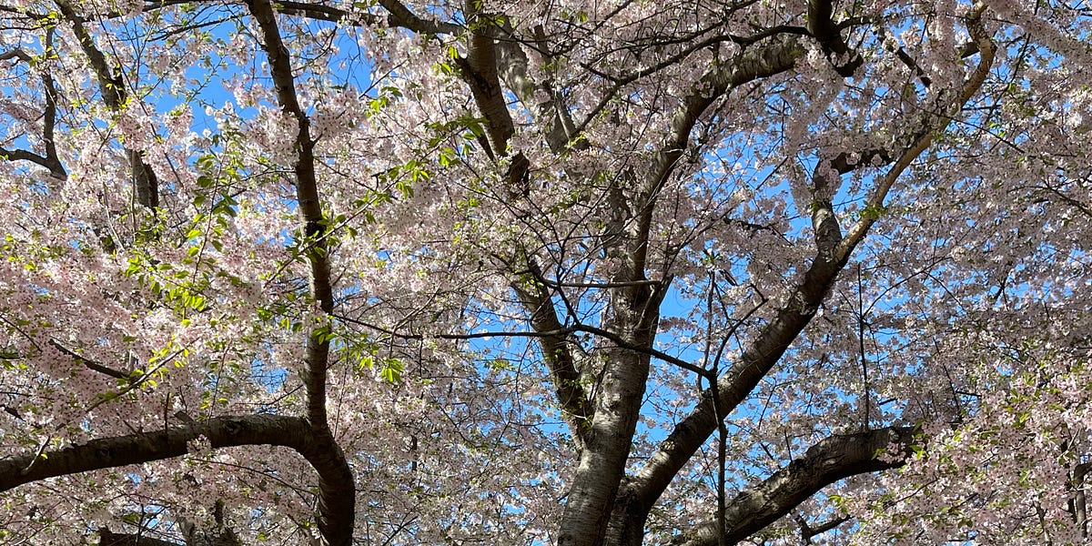 09. Living is healing - Soulbloom by Nicole Doyle