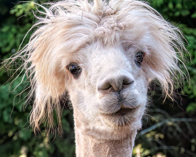 How to run LLaMa in an old GPU