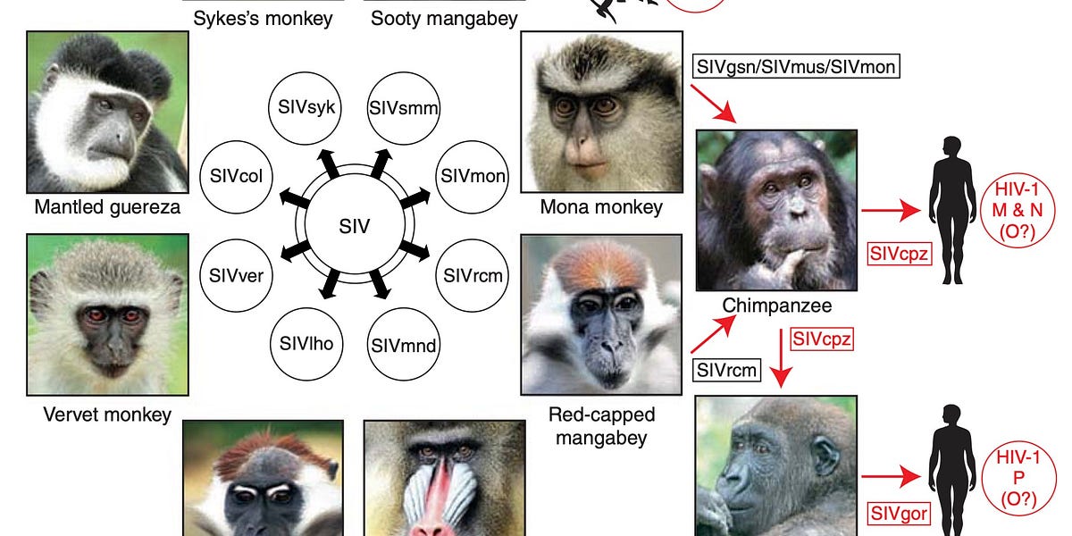 The Hep B vax HIV Origin theory, pt 1 - by Brian Mowrey
