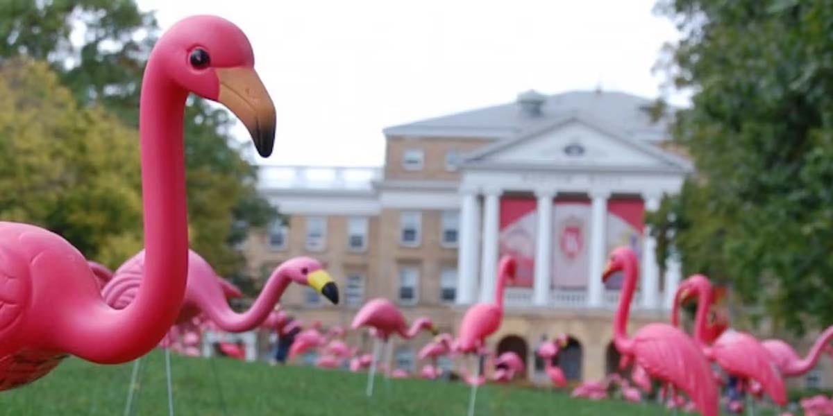 Happy Pink Flamingo Day - by Charlie Hintz