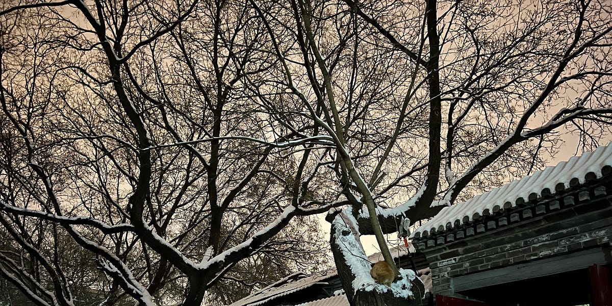 Cat in a Tree - by Anthony Tao - Poetry from Beijing