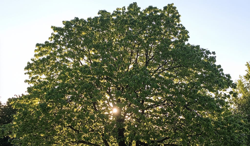 Decision Trees (Part 2): CART – One is a Regression Tree, the Other is ...