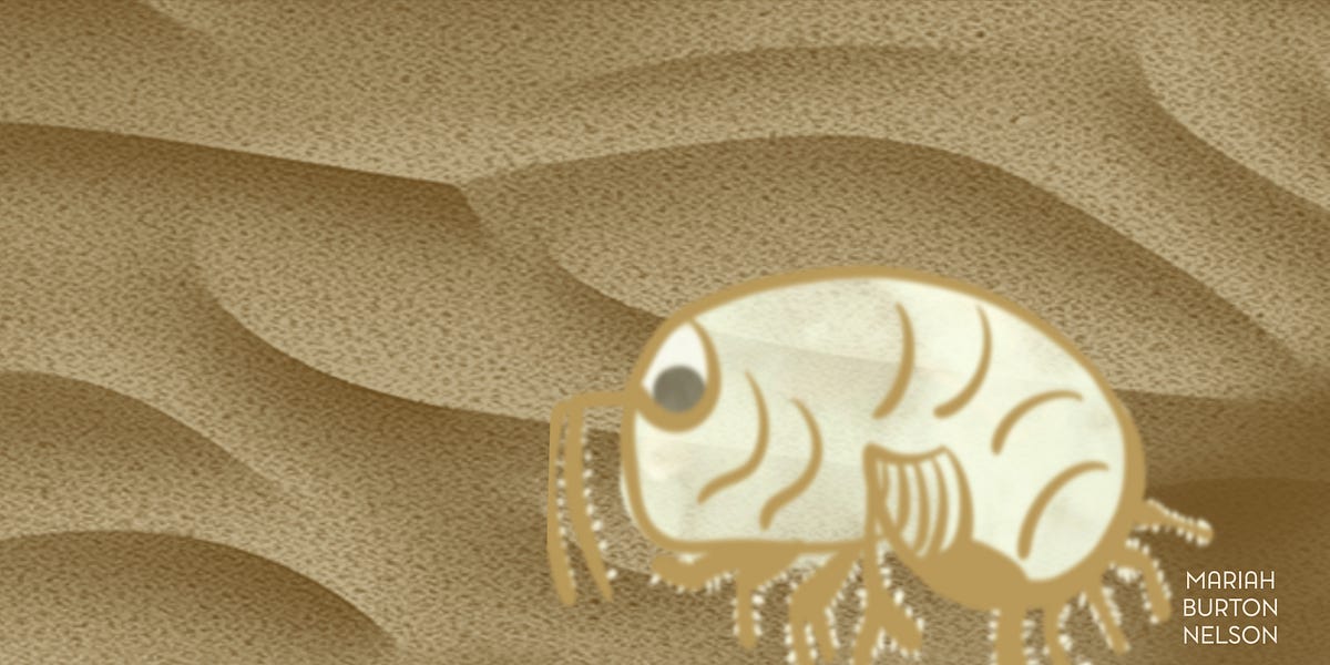 How to Survive an Attack of Sea Lice Inside Your Swimsuit