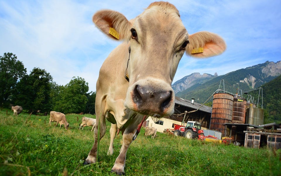 New study shows cows get bum climate rap