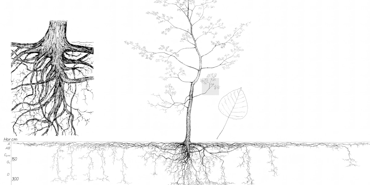 Why Study the Rooting Zone? - by Scott Dierks