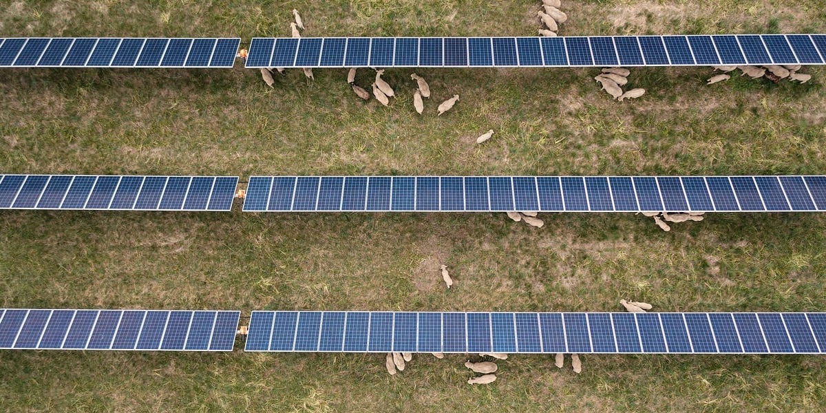 The DIALogue: World-famous Cow, ChatGPT for CRISPR, and Free Solar for ...