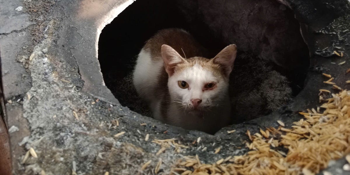 How are you today? - by Chianti - Litto’s Substack