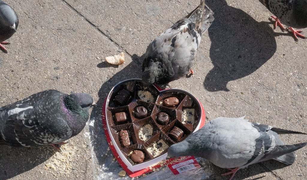 Book Summary: Ten Birds That Changed the World