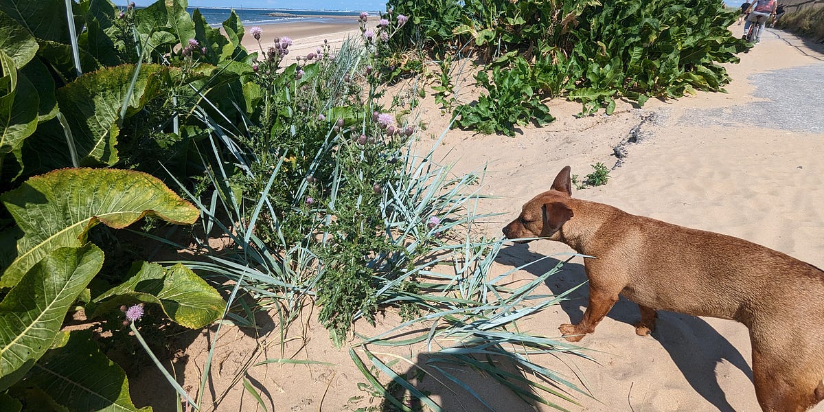 Solstice, Dub Poetry and Female Art - The Orange Verse