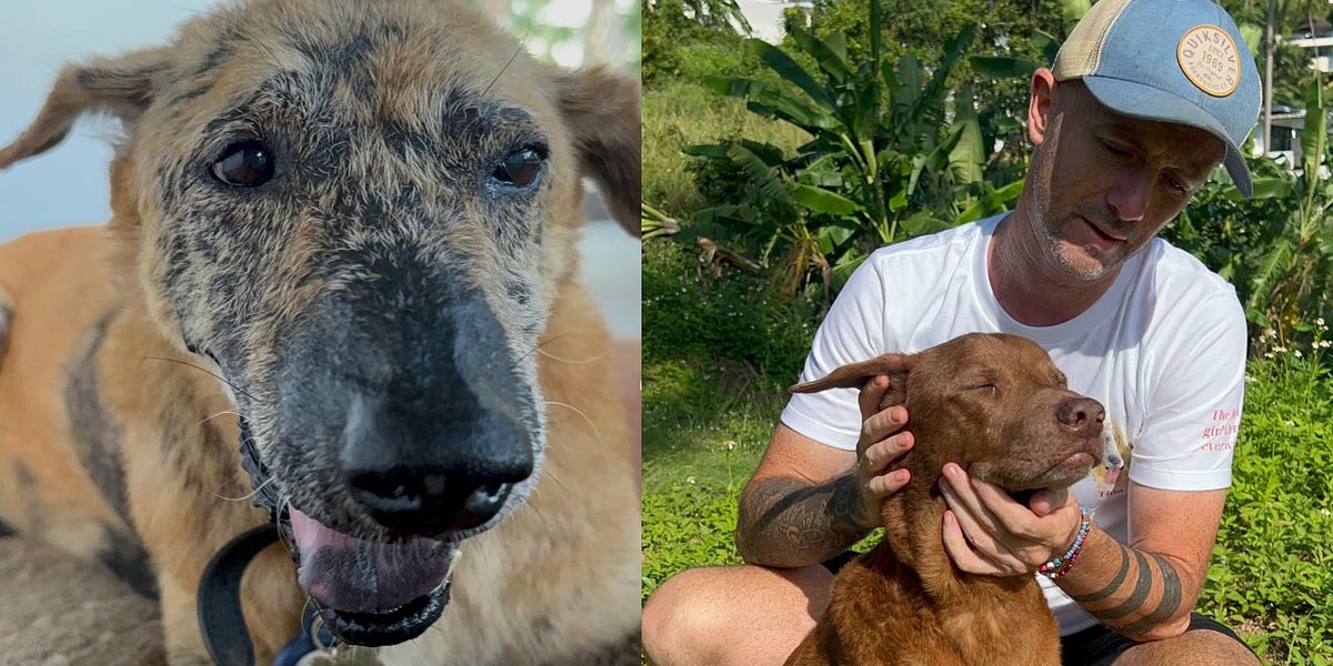 Full Steam Ahead - by Niall Harbison - Happy Doggo