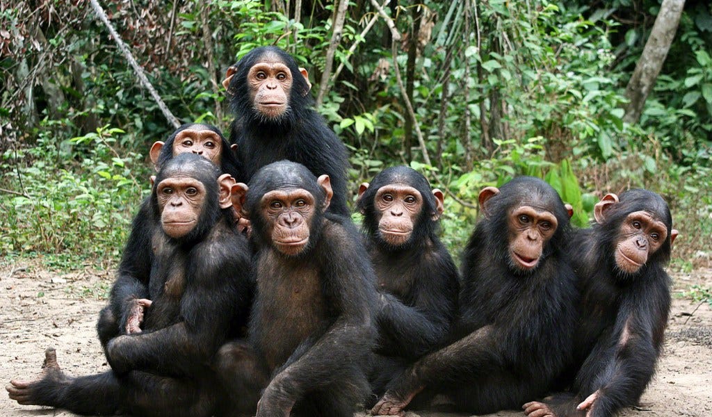 Rebeca Atencia: tras los pasos de Jane Goodall en el Congo