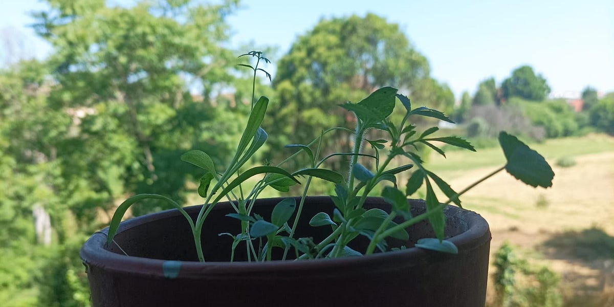 L'aloe vera, semplice complessità - Orto e Gin tonic