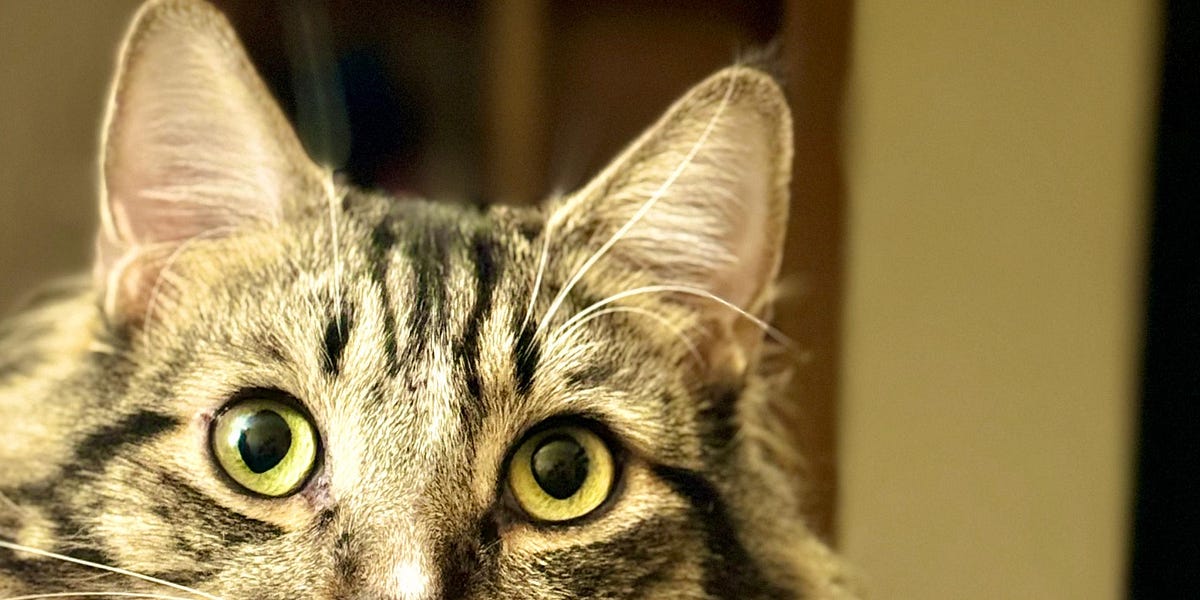 From rags to riches: The story of Cosmo and Wanda, my brother's cats.