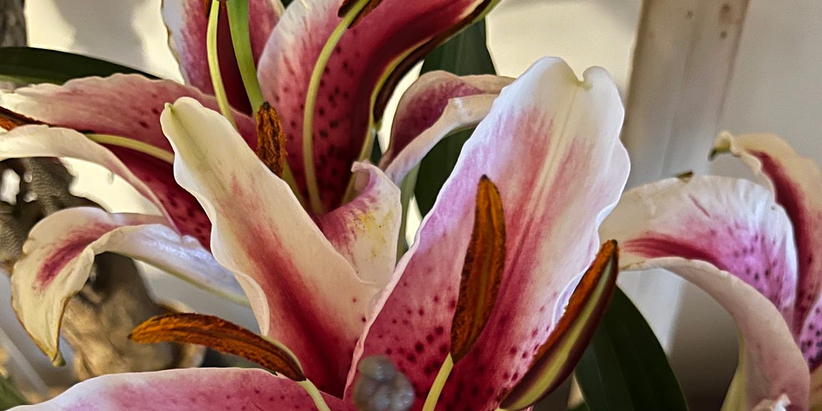 Bouquet - by Quinn MacRorie - SMELL WORLD