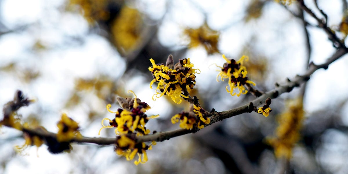 What To Look For In January - by David Bocking