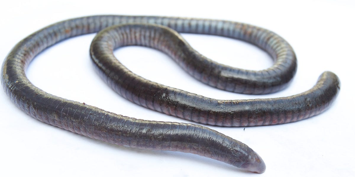 These Bizarre Amphibians Changed The Chemical Landscape To Survive A ...