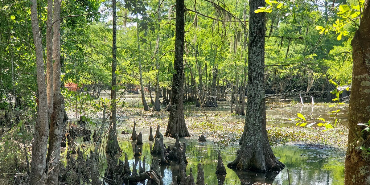 Escape to Martin Dies Jr. State Park - by Sarah Styf