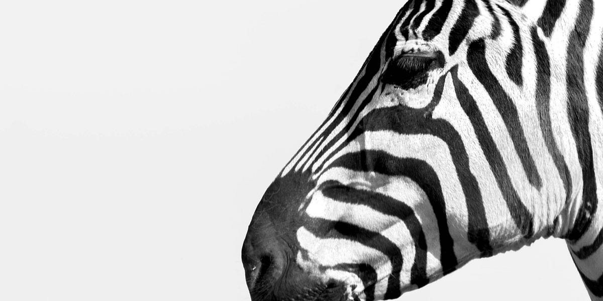 Alphabet Soup - by Anita Allen - Horse Among Zebras