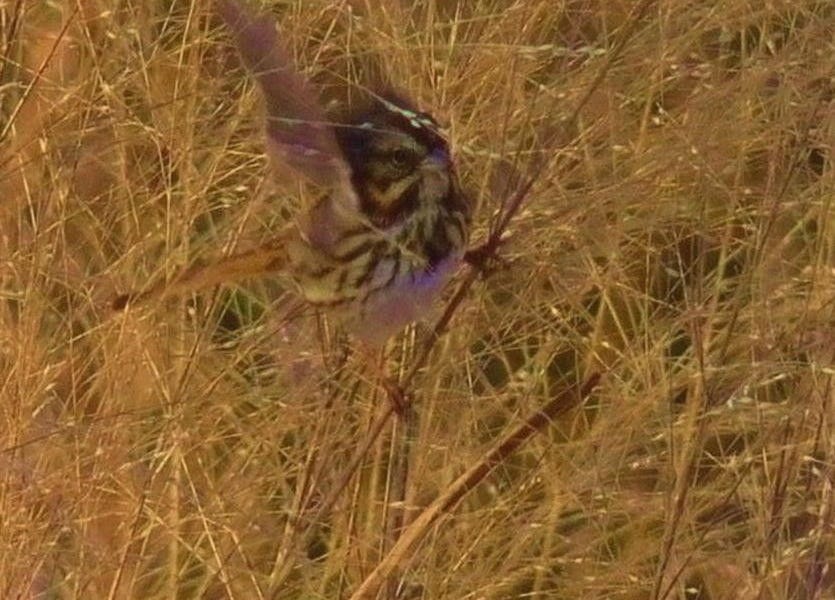 A Life Revised - by j.e. moyer, LPC