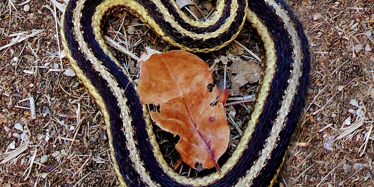 Bile snake in my belly - by T. R. Enchant - Foolscap Scraps