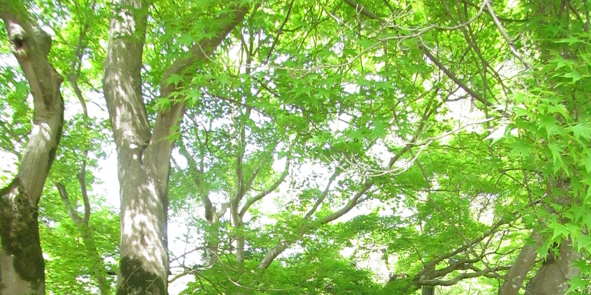 Two Christian "Zen" gardens - Rombald’s pilgrimages