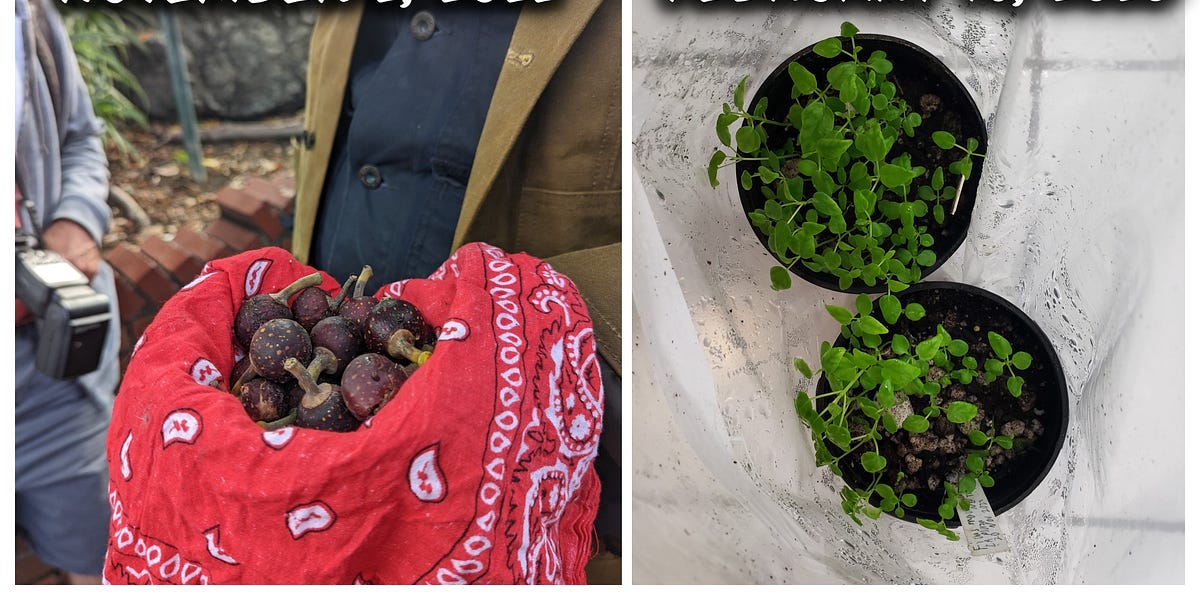 Of Tacos, Tar Pits and Toppled Trees