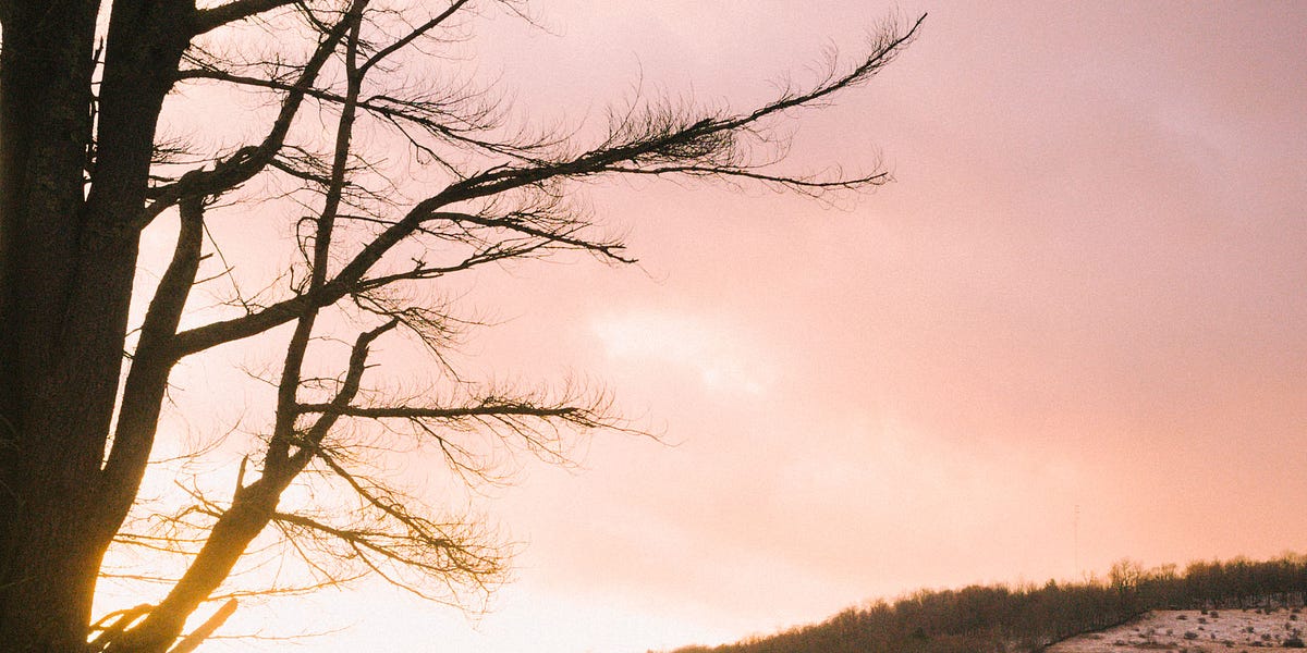 My Favorite Trees - by Ryan Lowry - RYAN'S PICTURES