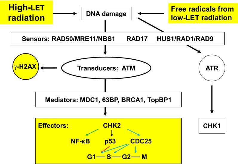 Another Spike Protein Parallel to Radiation Damage: DNA Double Strand ...