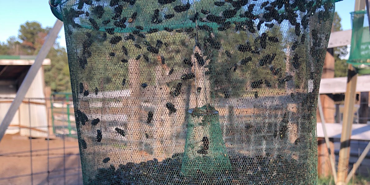 Flies and Mosquitos and Gnats, Oh My! - Fat Turkey Farm