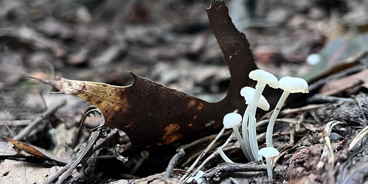 day 26: land - by Kaitlin Curtice - The Liminality Journal