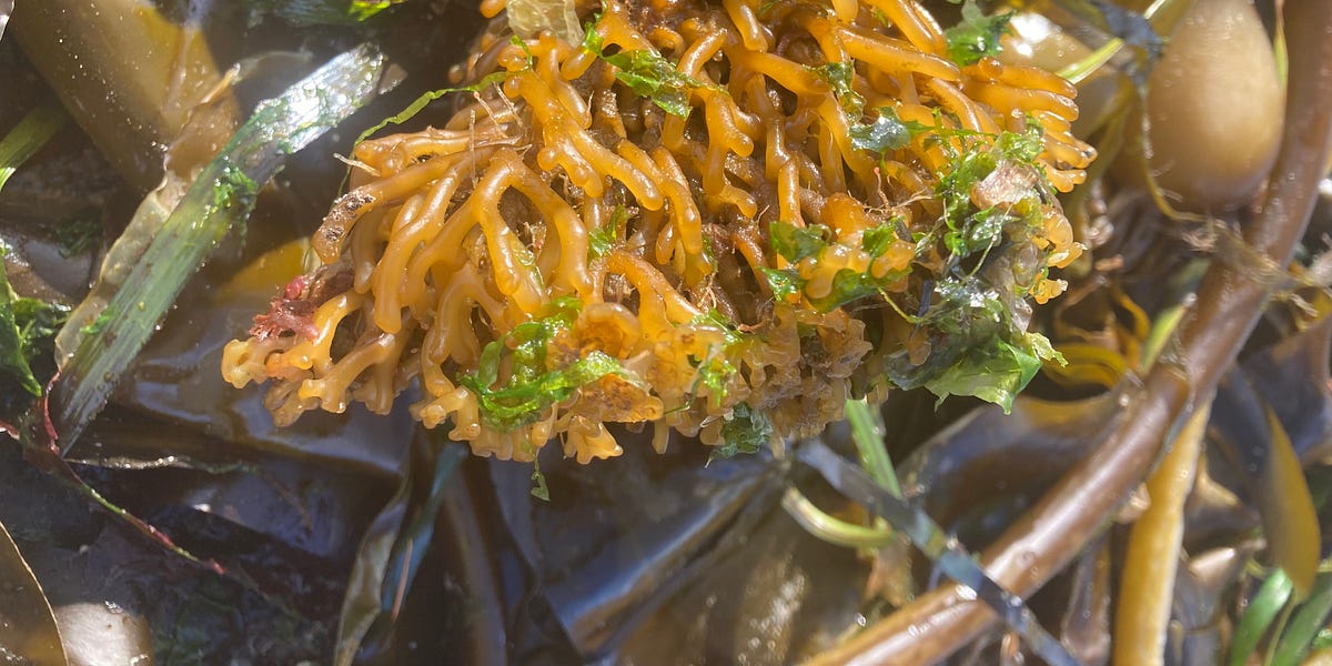 The Art of Underwater Adhesion: Seaweed Holdfasts