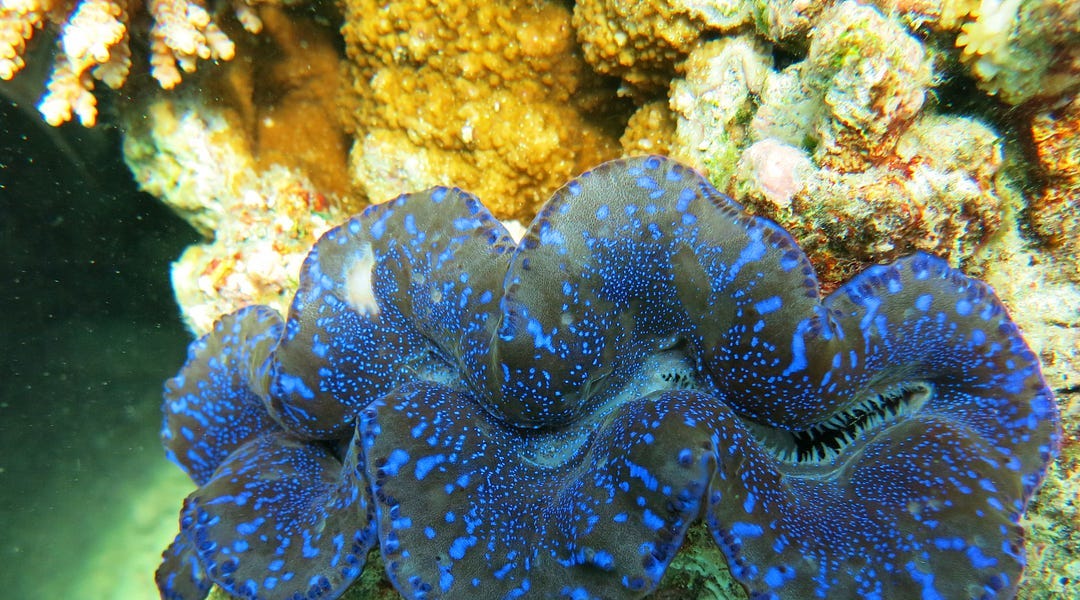How Tiny Algae Shaped the Evolution of Giant Clams