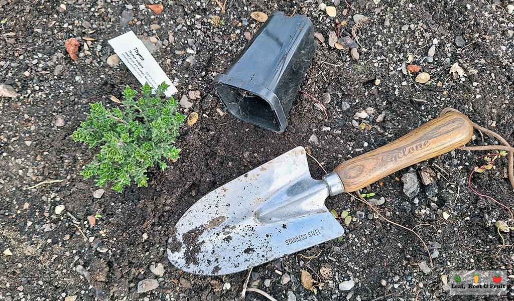 Planting Vegetables: How to get the Timing Right