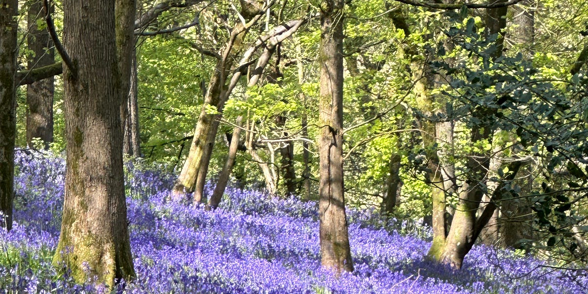Bluebells and Thank yous - Karin Celestine