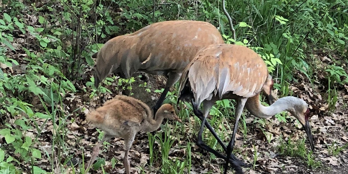 The Magical Mystery of Sandhill Cranes - by Deb Sinness