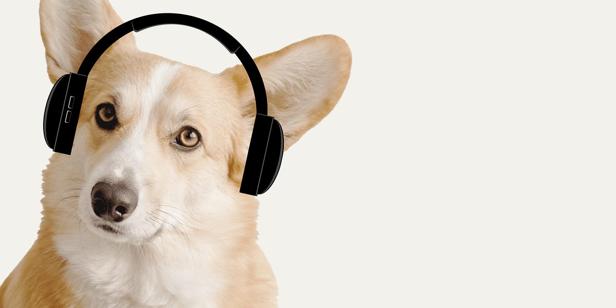 Hoparoo! Kangaroo! HappyPuppy Fact Shorts - by Viaan